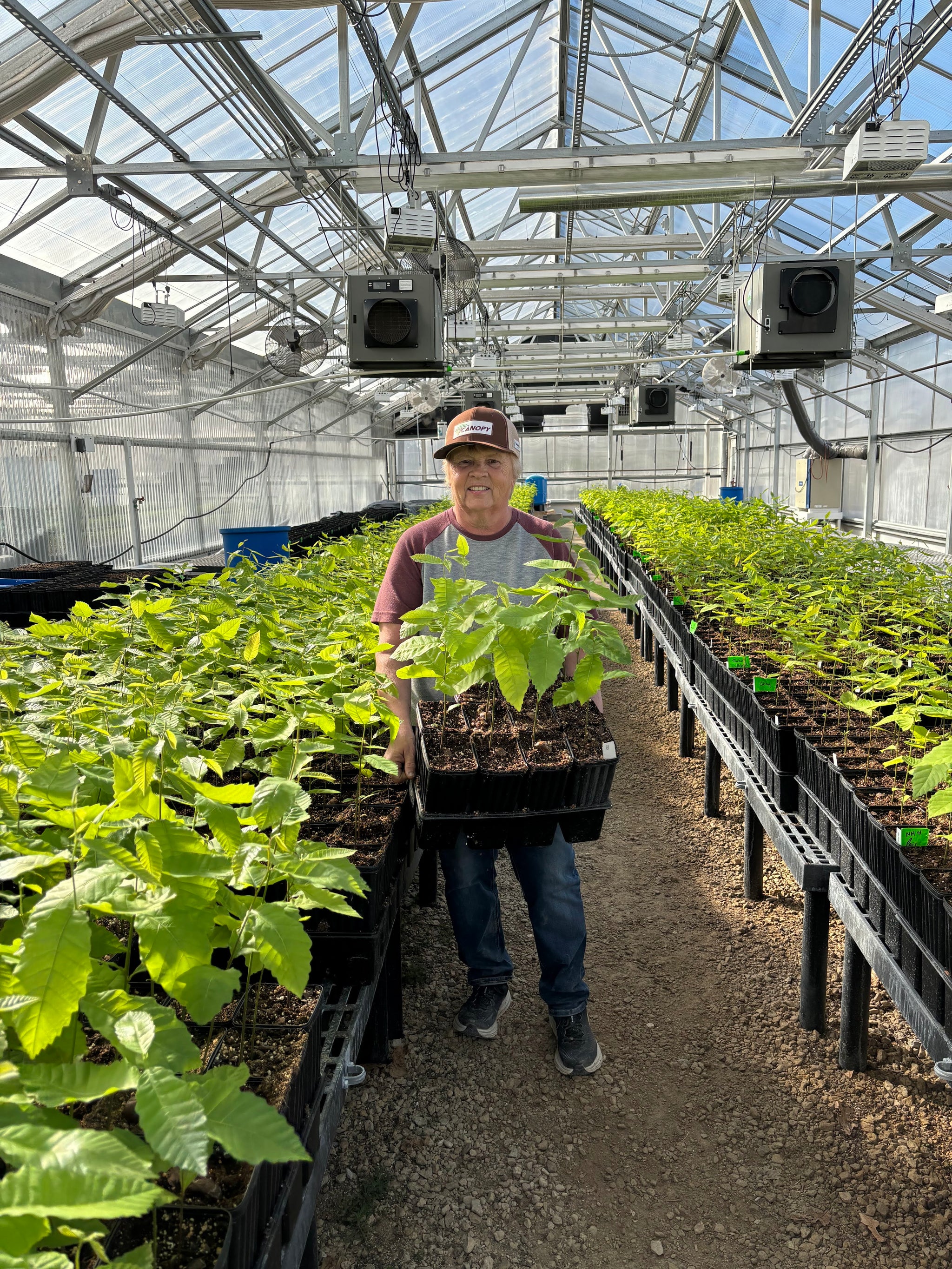 Chestnut – Bare Root | Canopy Nursery - Top Tree Crops