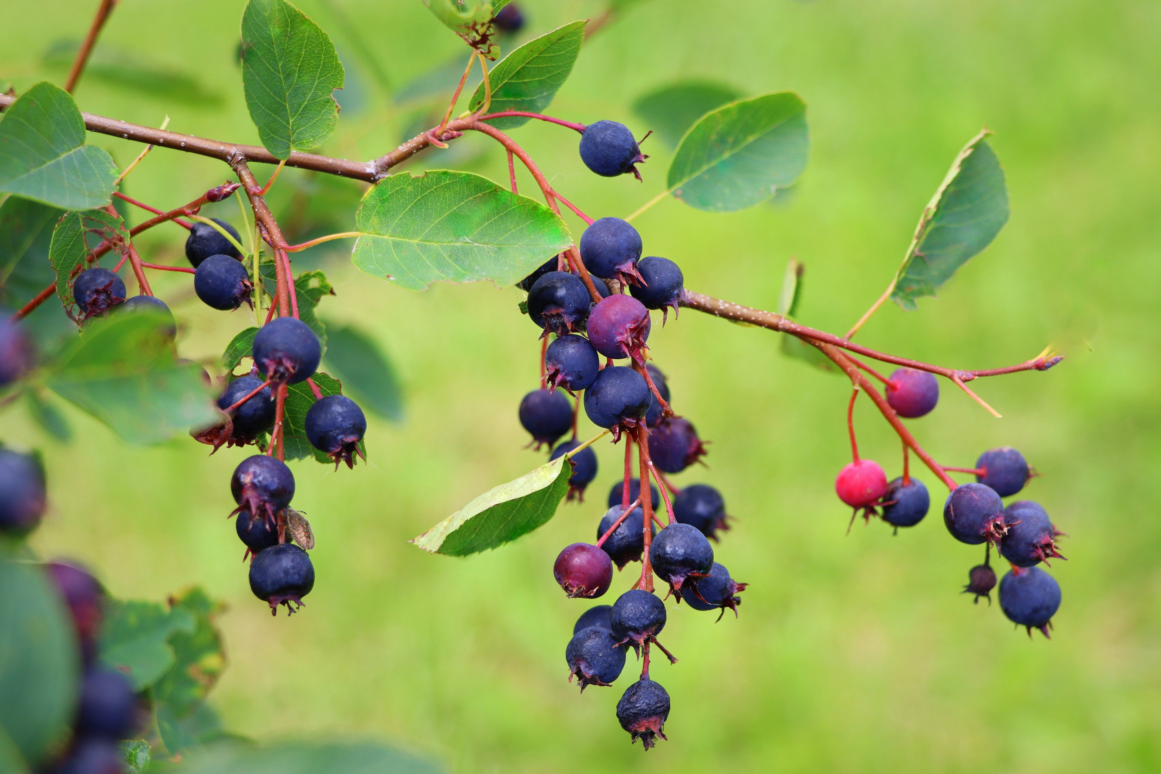 Serviceberry - Bare Root | Canopy Nursery - Top Tree Crops