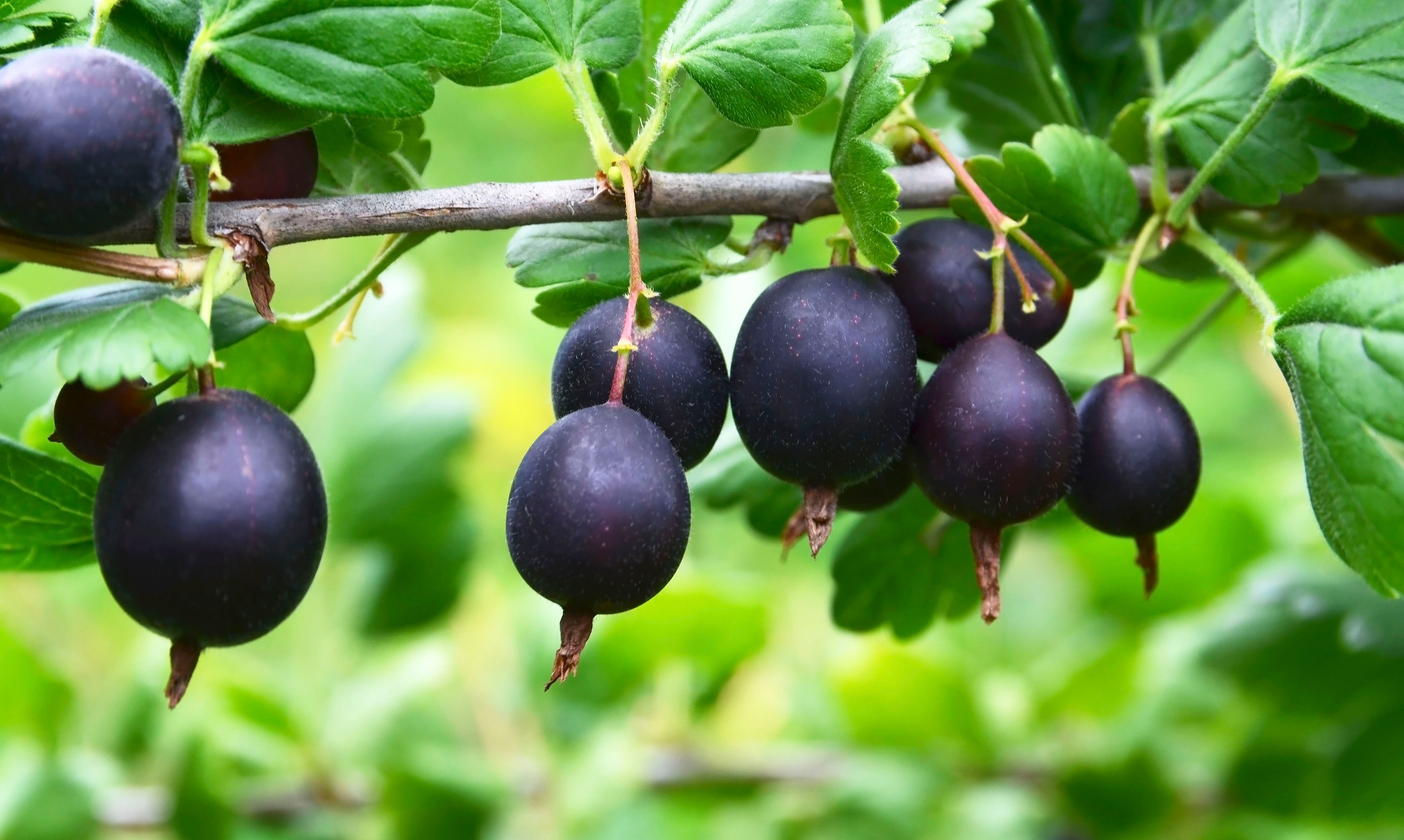 Jostaberry - Bare Root | Canopy Nursery - Top Tree Crops