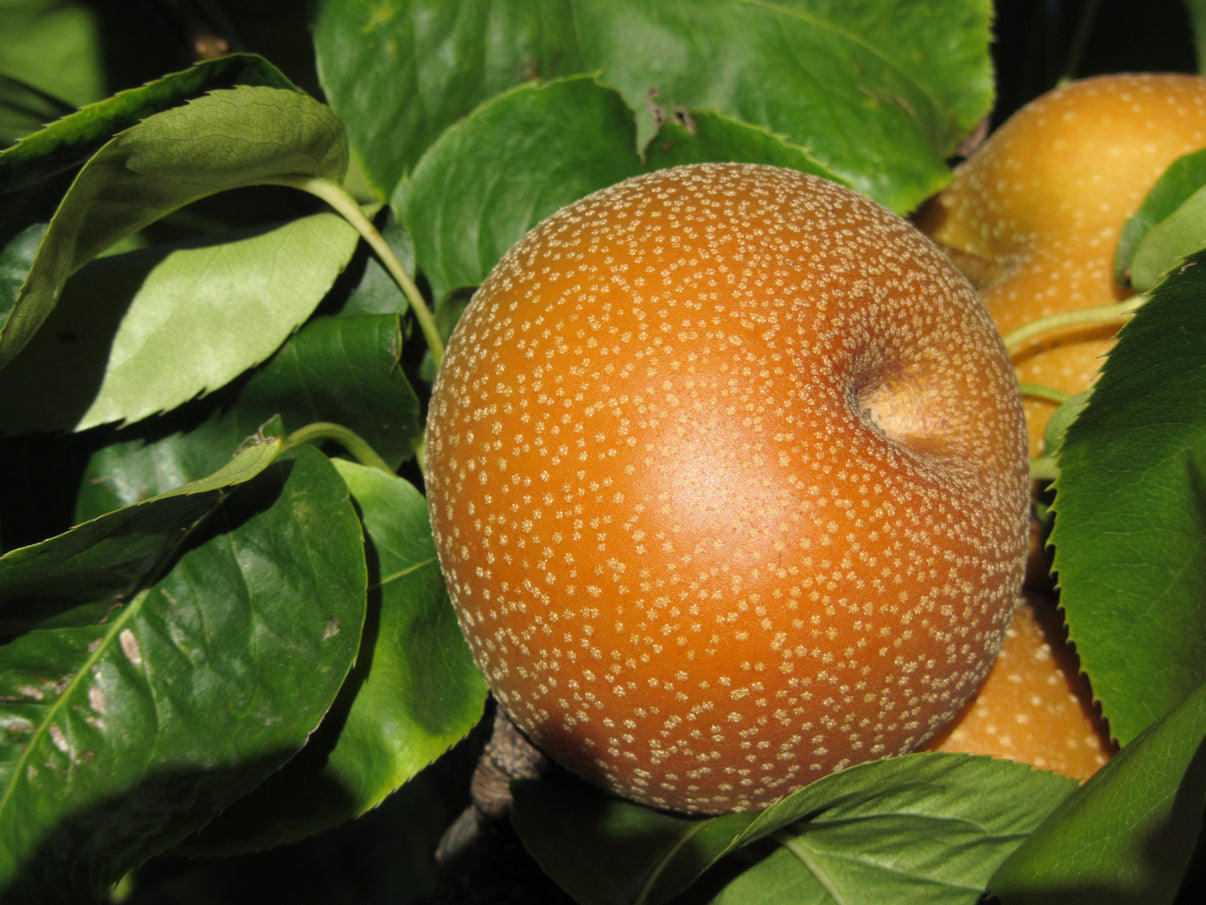 Asian Pear - Bare Root | Canopy Nursery - Top Tree Crops